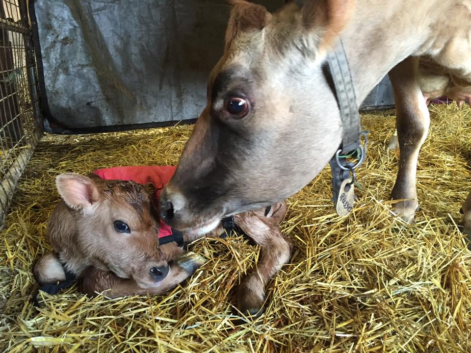 Cato Corner Farm | Visit CT