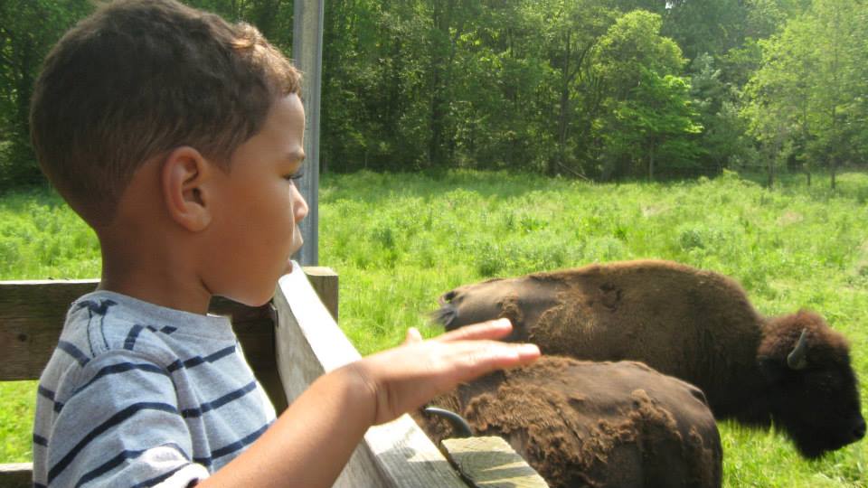 Creamery Brook Bison | Visit CT