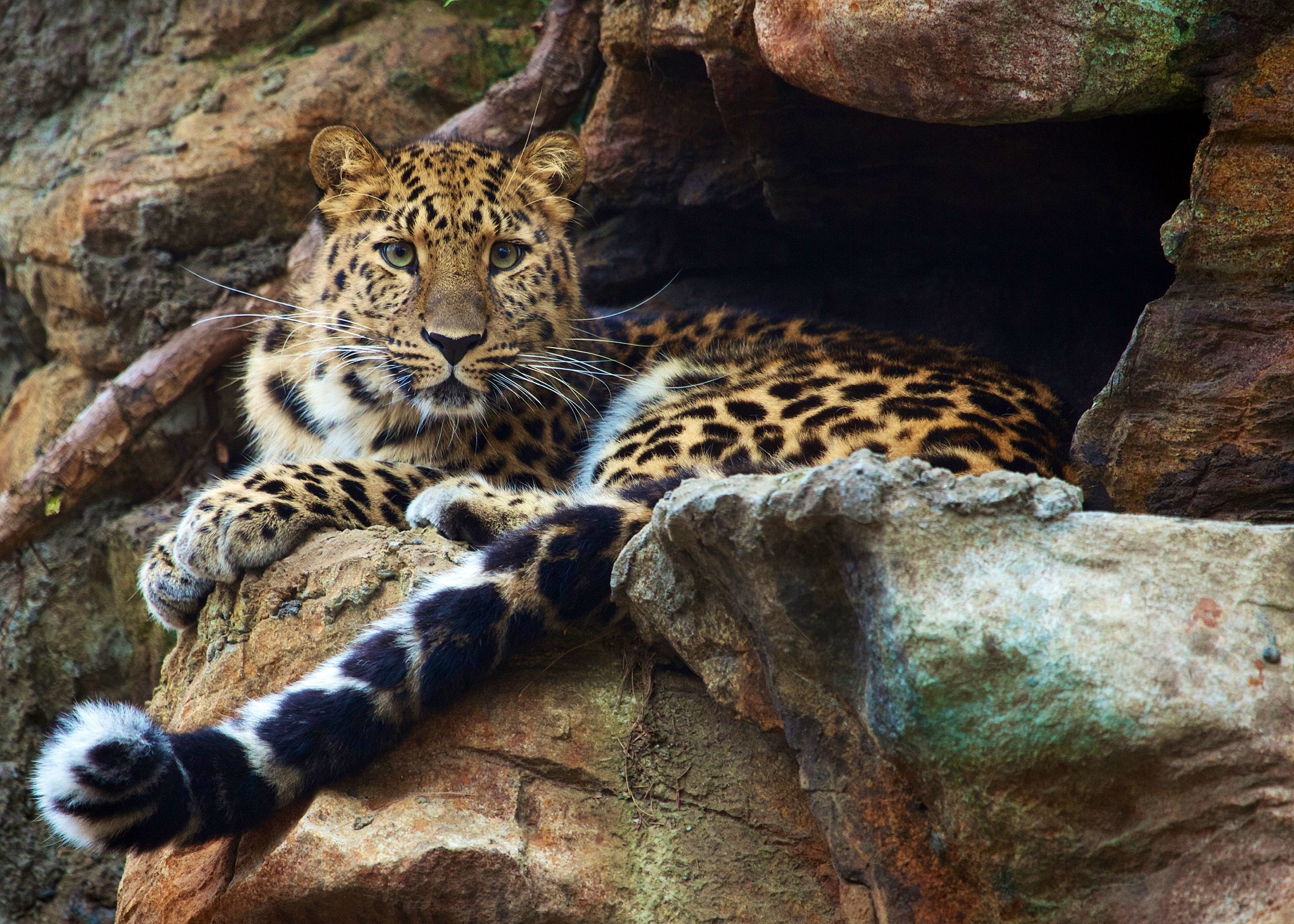 Animal Friends | Visit CT