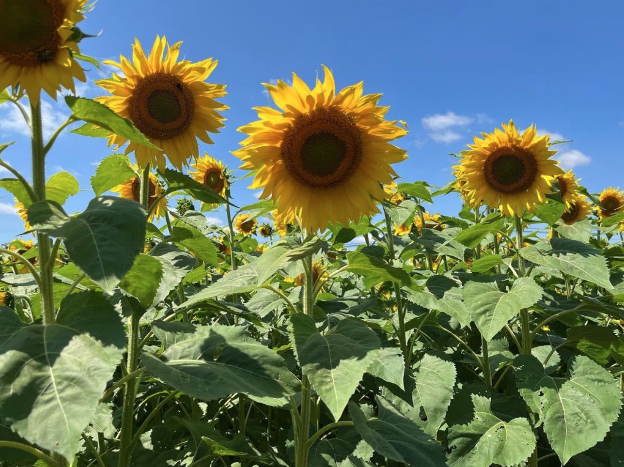 Six Reasons to See Sunflowers For Wishes this Summer at Buttonwood Farm ...