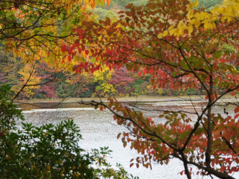 Cockaponset State Forest | Visit CT