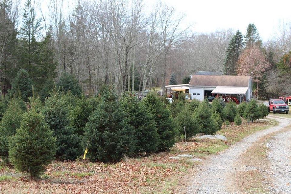 Gray Ledge Tree Farm | Visit CT