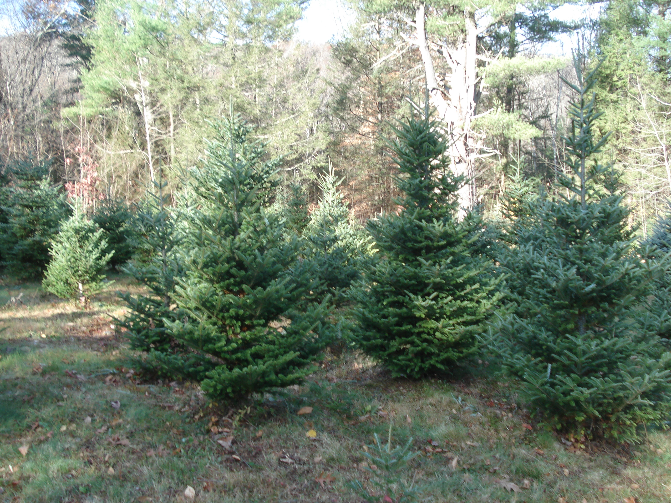 Jersey Tree Farm | Visit CT