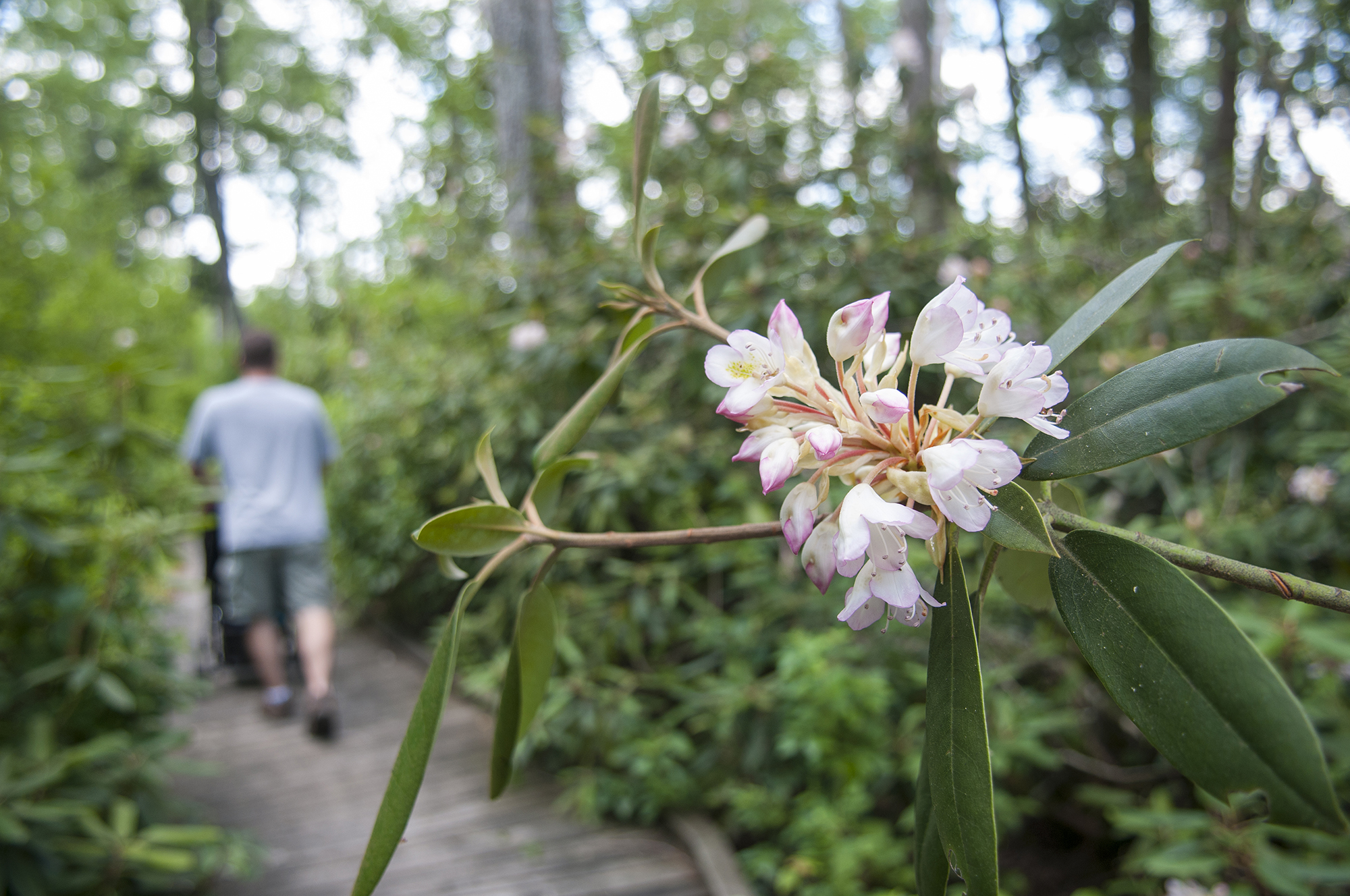 Pachaug State Forest | Visit CT