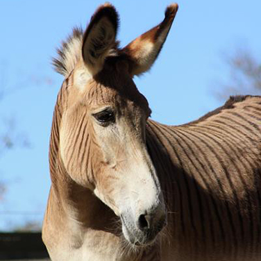 Ray of Light Farm | Visit CT