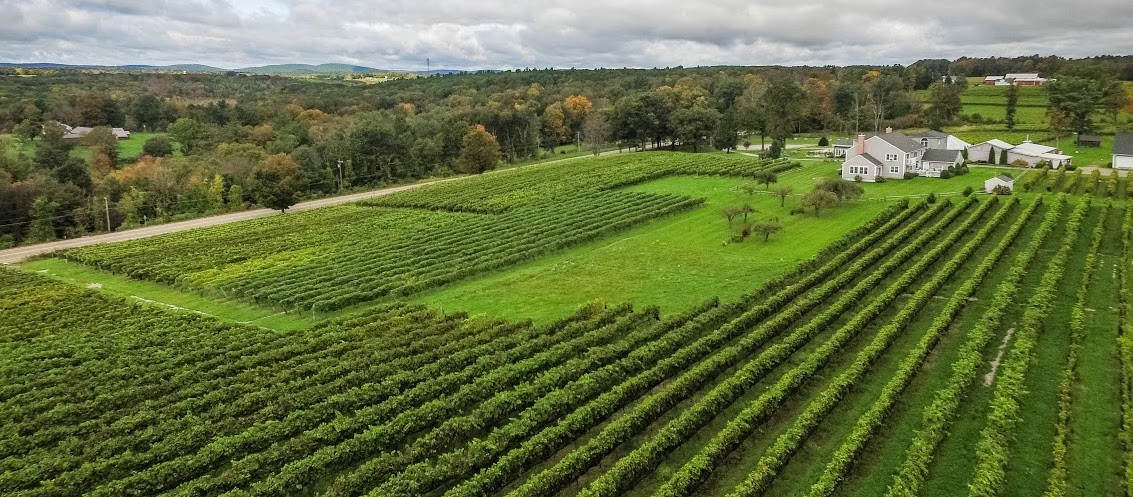 Harvest Time at Connecticut’s Vineyards | CTvisit