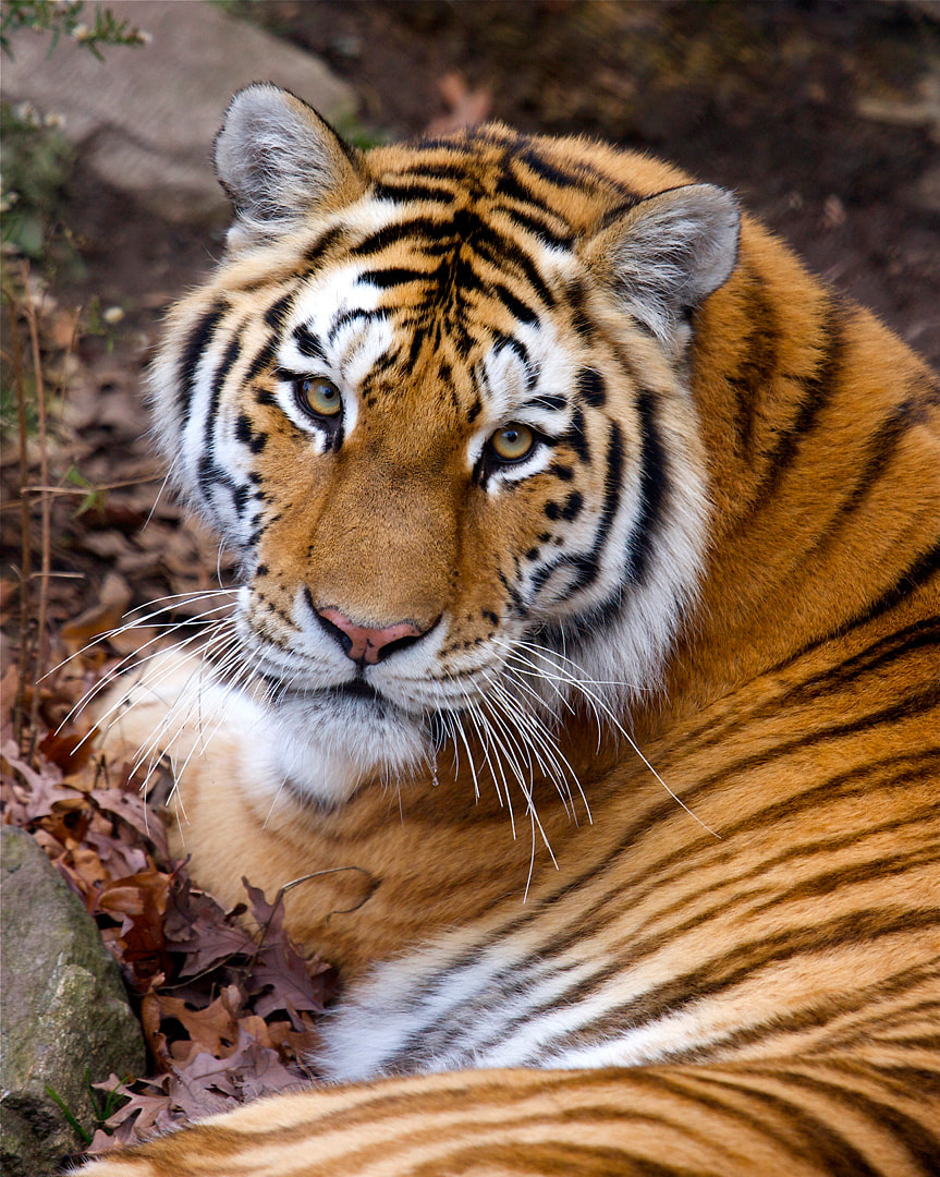 Connecticut's Beardsley Zoo | Visit CT