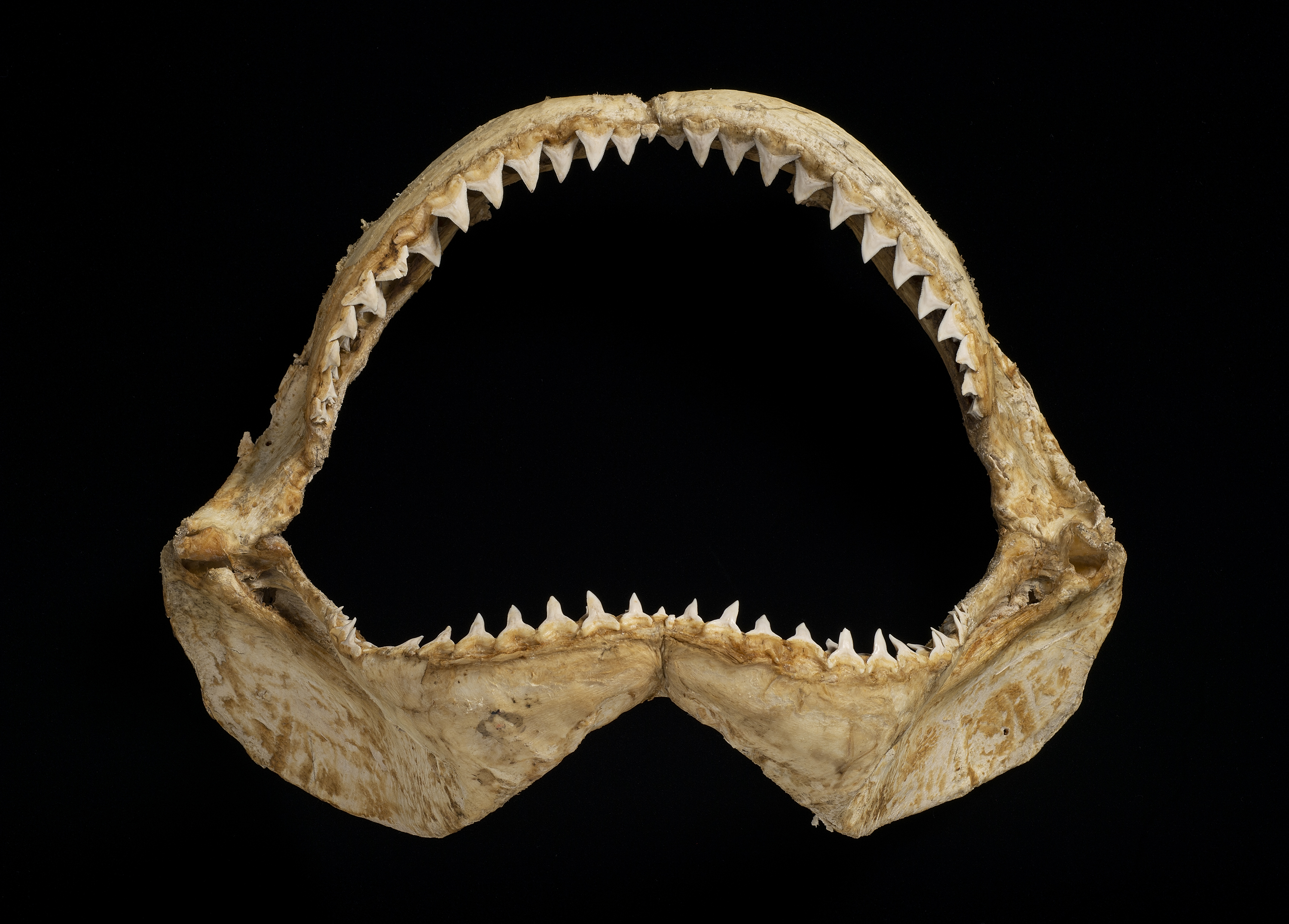 "Sharks!" | Visit CT