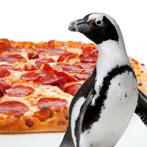 Pizza with Penguins | Visit CT