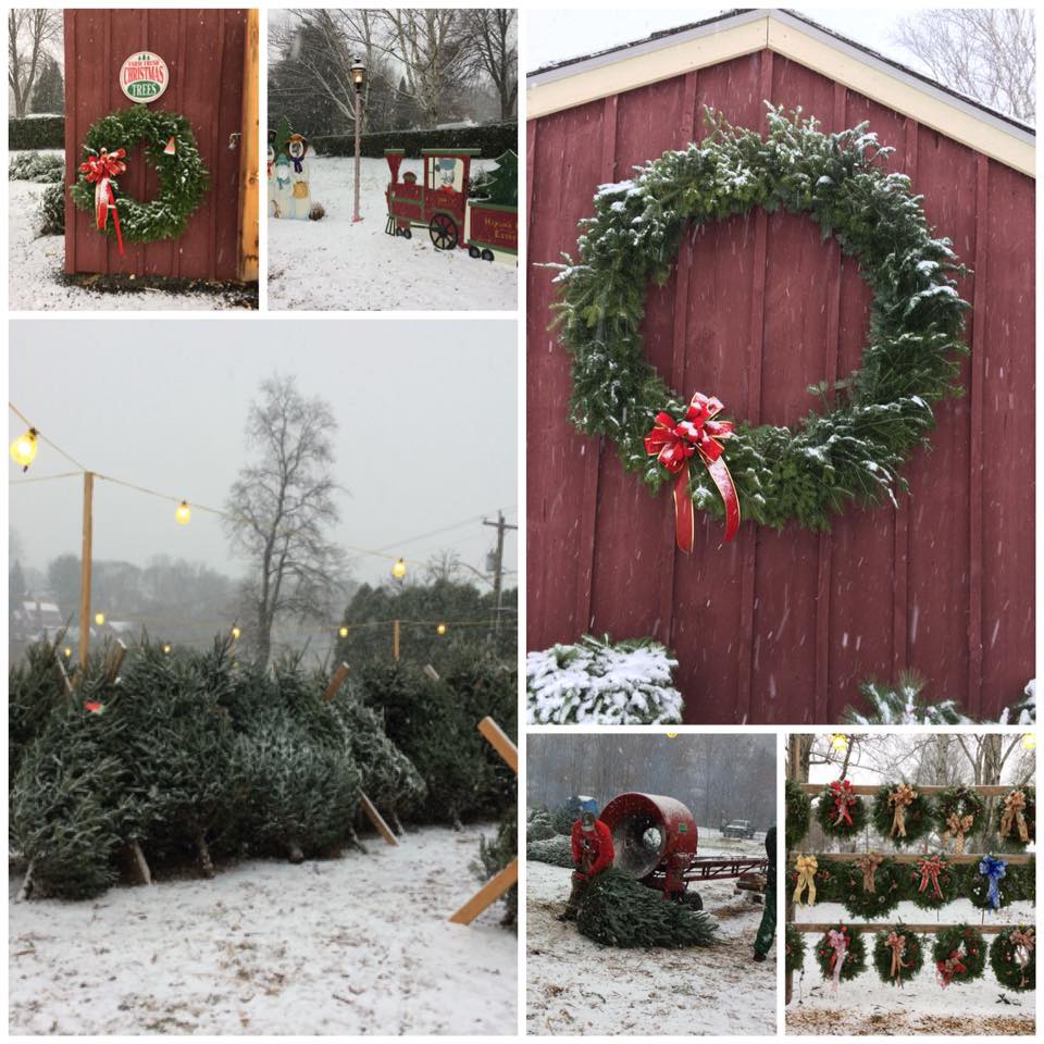 Kogut's Hemlock Hill Tree Farm | Visit CT