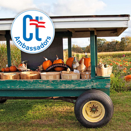 Pumpkin Picking | Visit CT