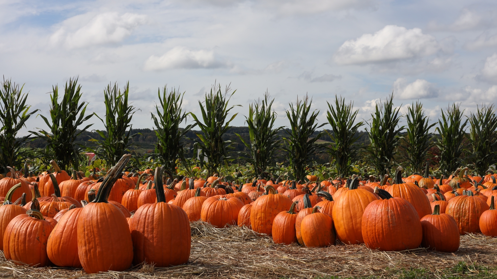 Jones Family Farms | CTvisit