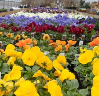 Connecticut's Spring Blossom Finder | CTvisit