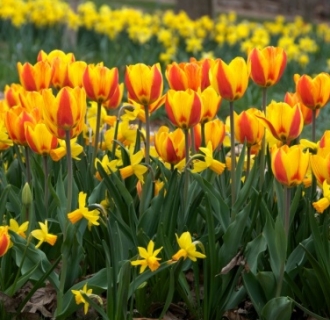 Connecticut's Spring Blossom Finder | CTvisit