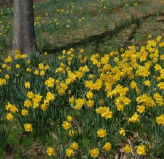 Connecticut's Spring Blossom Finder | CTvisit