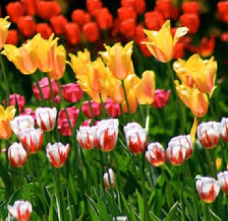 Connecticut's Spring Blossom Finder | CTvisit