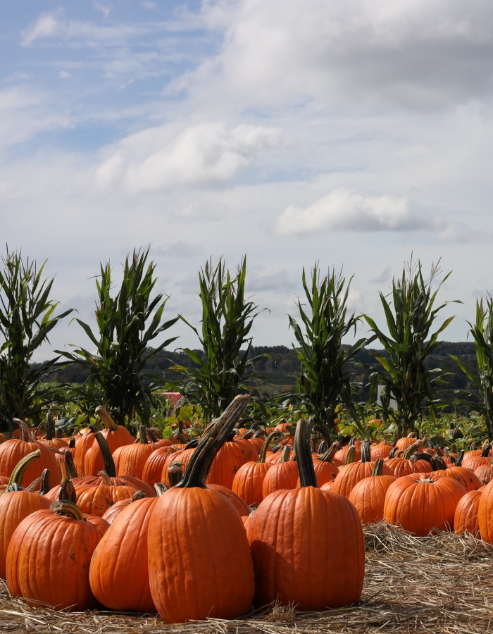 Jones Family Farms | CTvisit